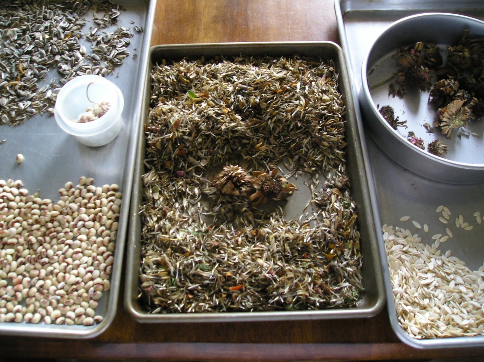 Thoughts from Frank and Fern: Trying Kefir