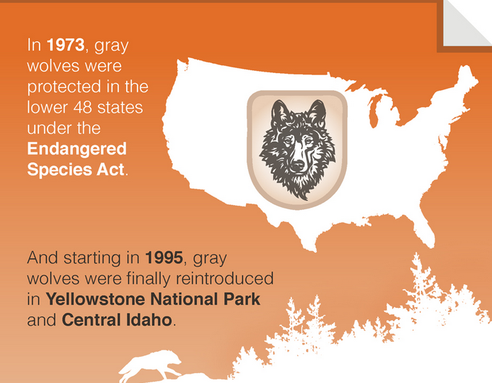 STOP WOLF HUNTS: THE WAR ON WOLVES