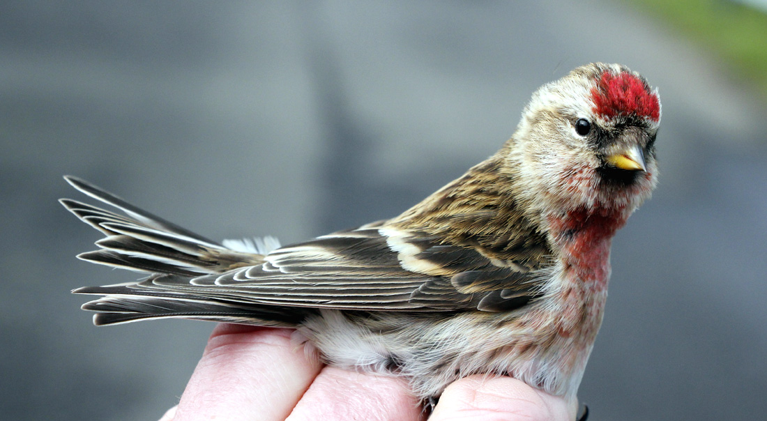 Another Bird Blog: Here And There