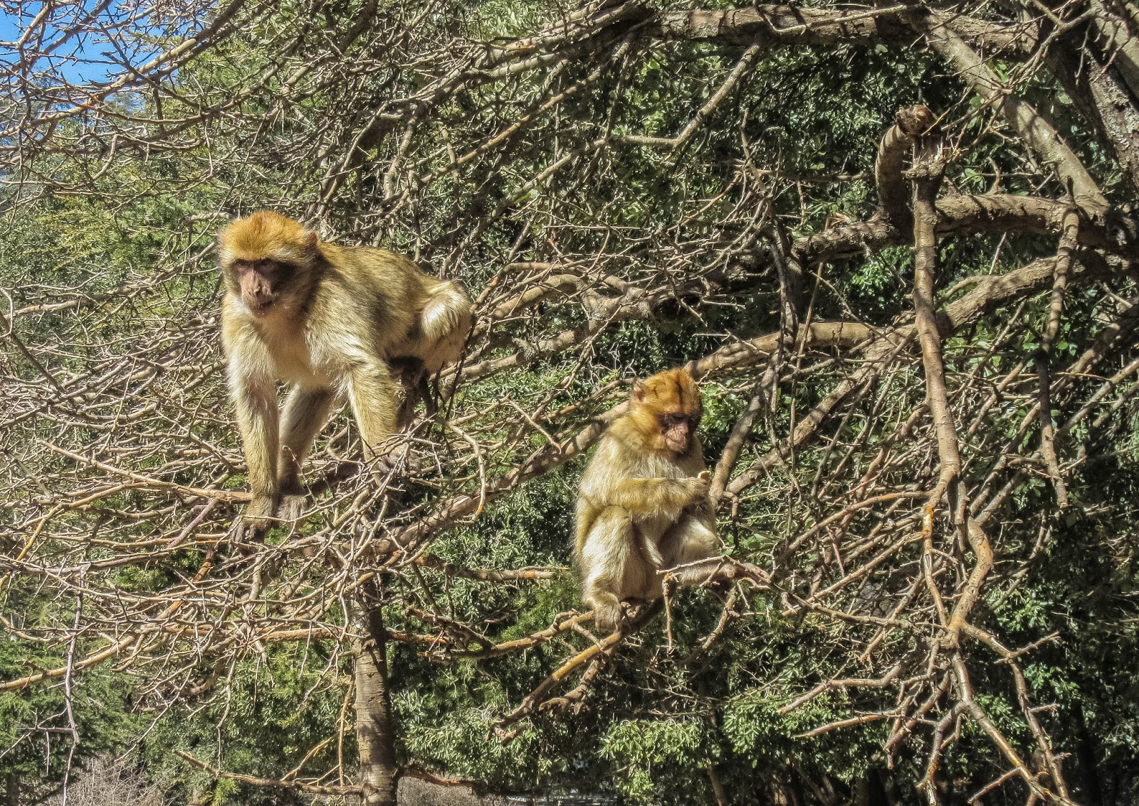 Cannundrums: Barbary Ape or Macaque - Morocco