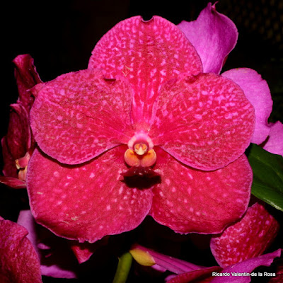Ricardo's Blog, : Vanda Kultana Red x Vanda Lena Kamolphan,