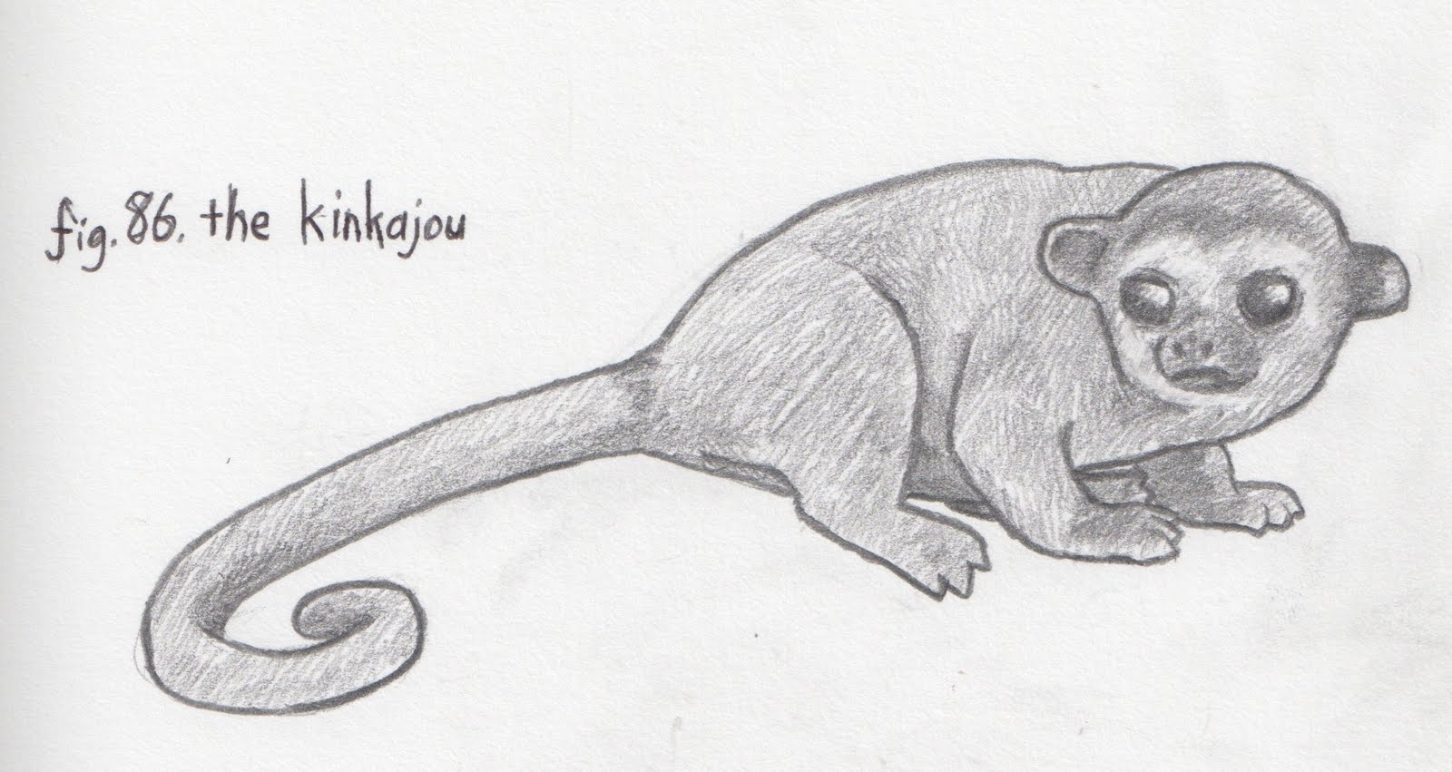 Baby Kinkajou Drawing