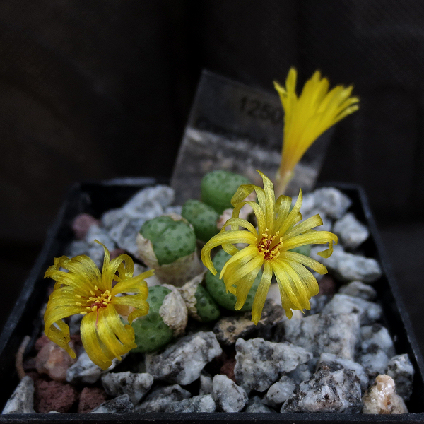 o jardineiro azelha: Conophytum flavum subsp. noviceum Umdaus River