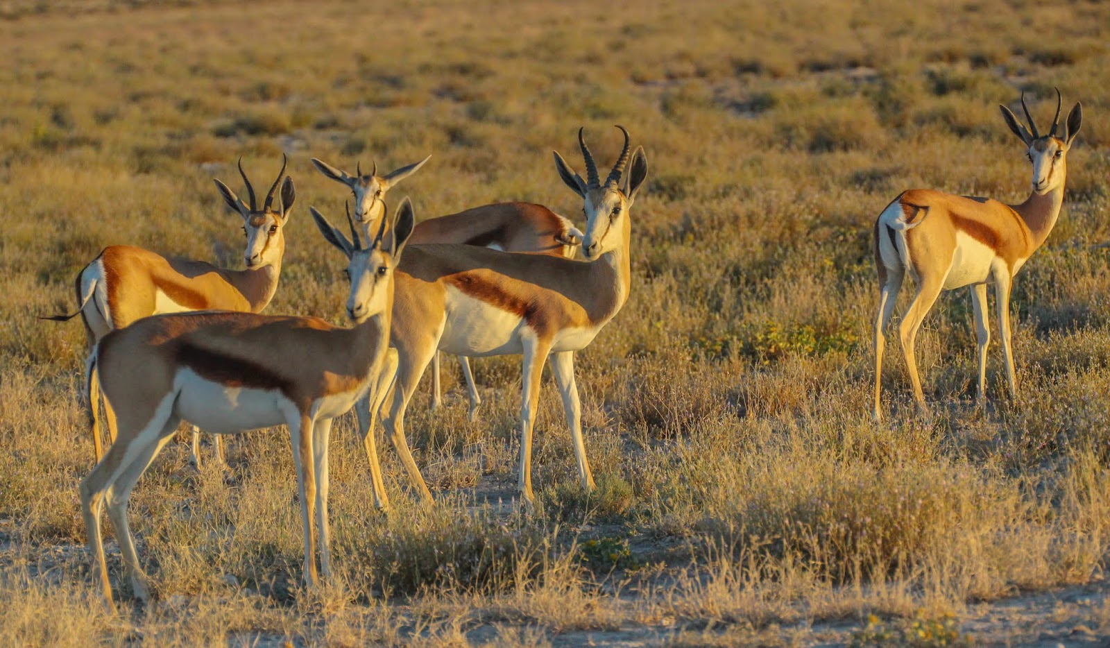 Cannundrums: Kaokoveld Springbok