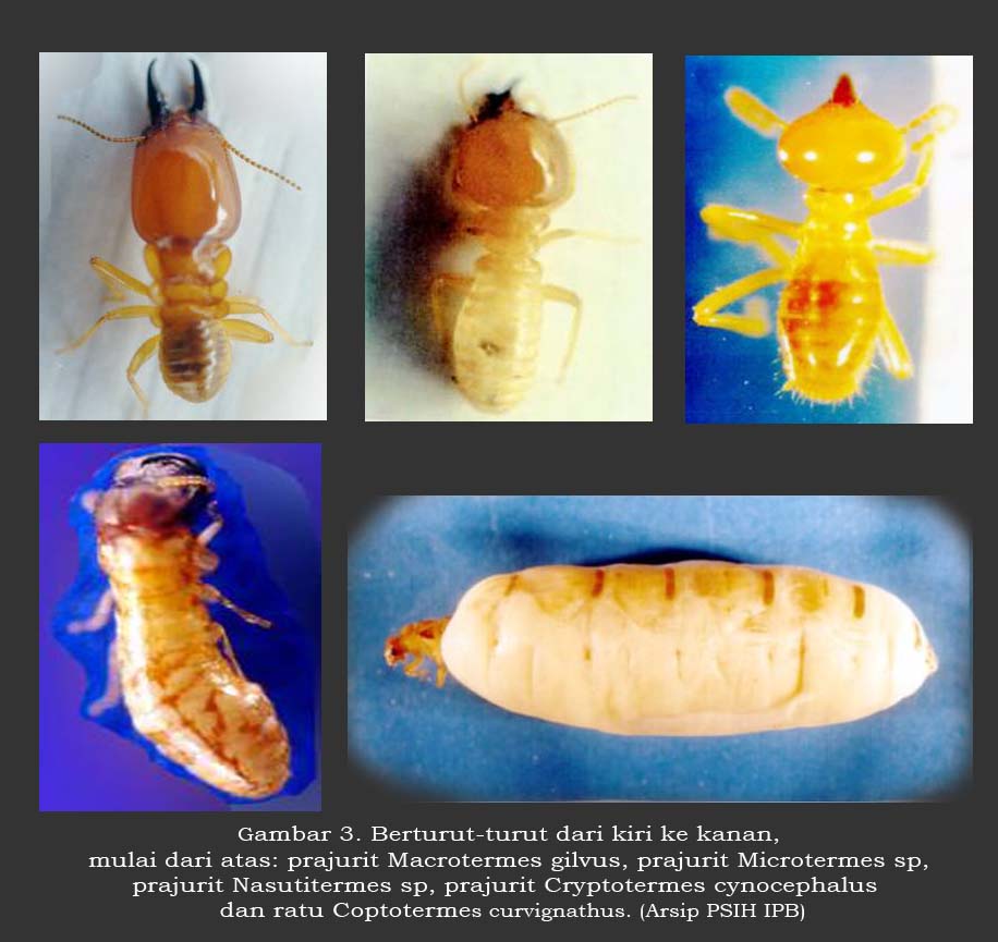 Setya Guna Kusen: BIOLOGI DAN PERILAKU RAYAP