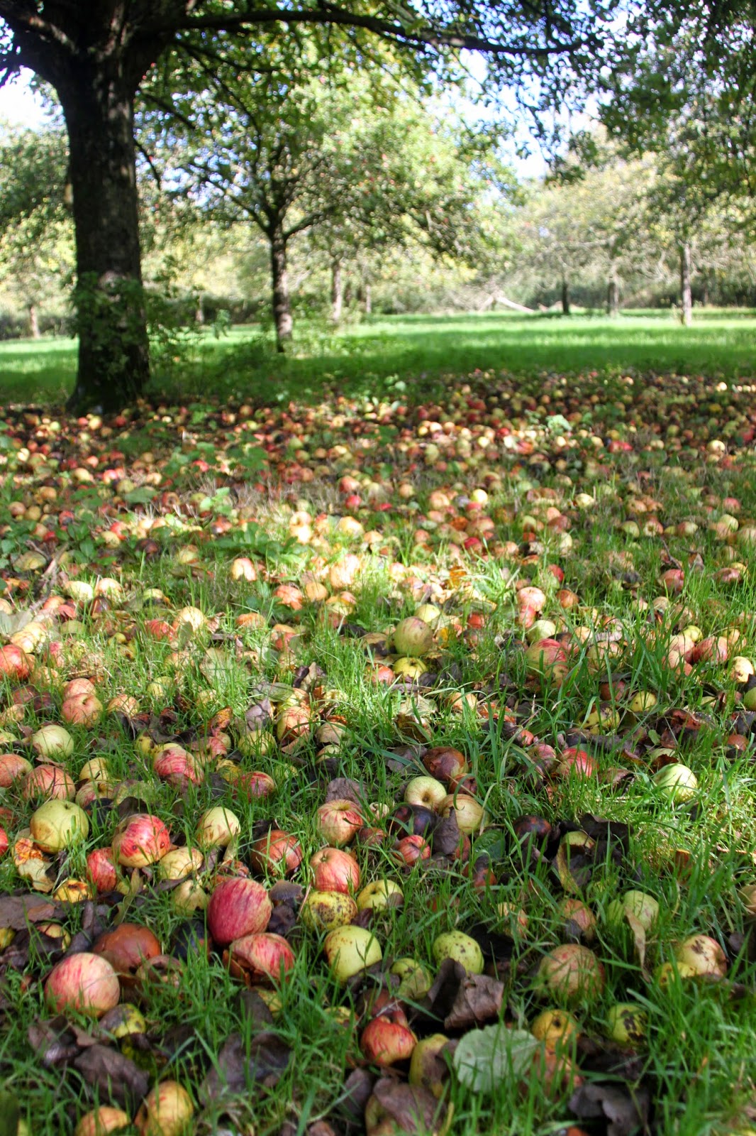 Wildlife Wanderings: More Wonderful Somerset Orchards