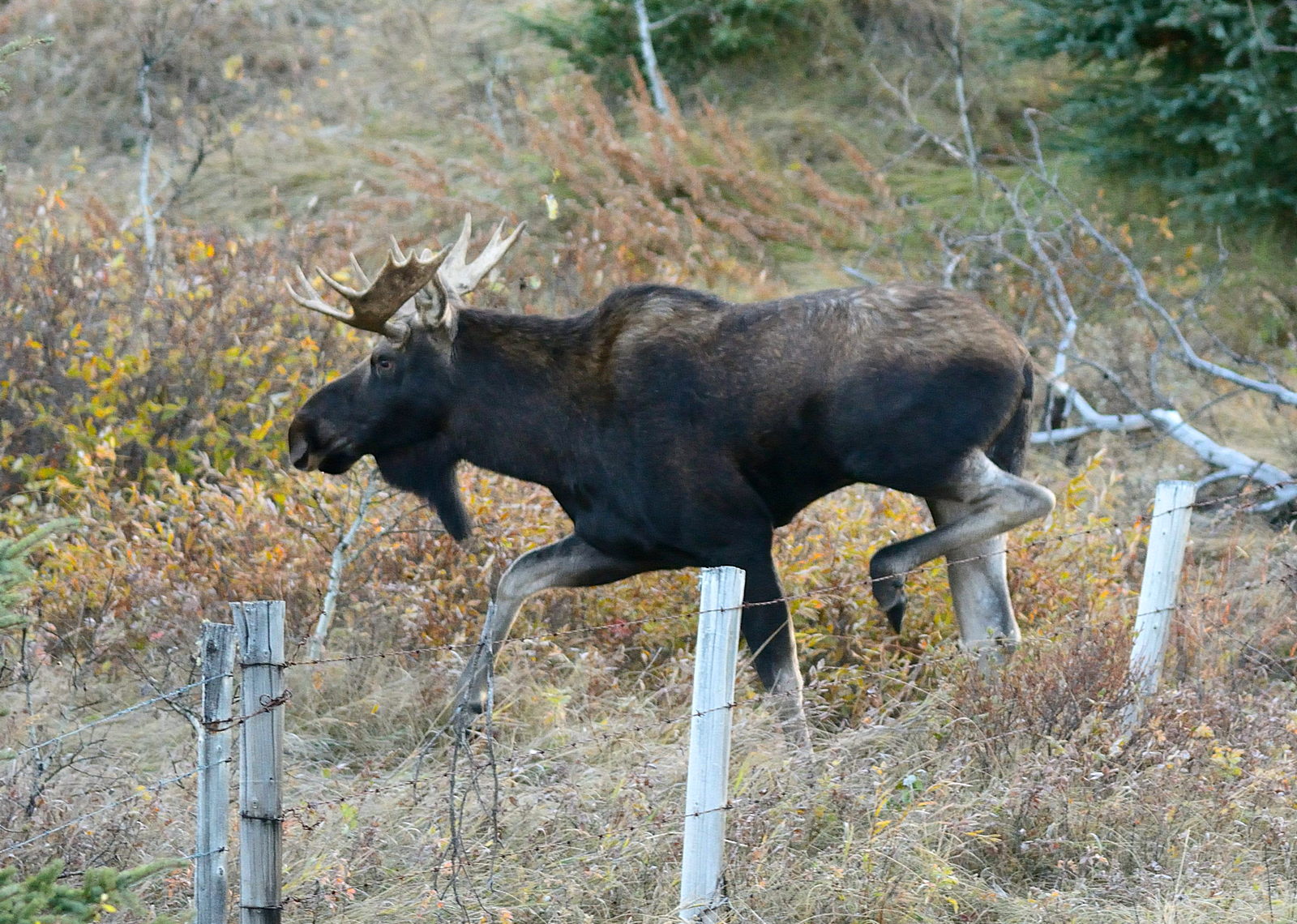 Turbo's Track and Photo Tour: Moose, Deer, Roughlegged (20141004) How ...
