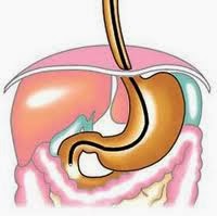 OTMANAGE: ENDOSCOPY 3 gastroscopes duodenoscopes colonoscopes