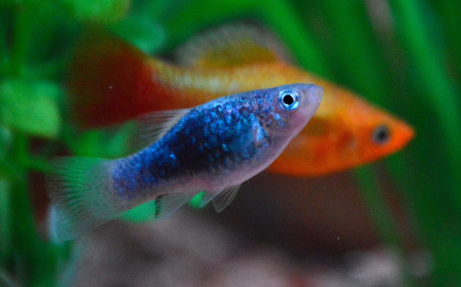 Amateur Aquatics - Keeping Fish - Breeding Livebearers - Endlers Part 1 ...