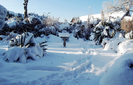 Kaycee: The Auckland Snow