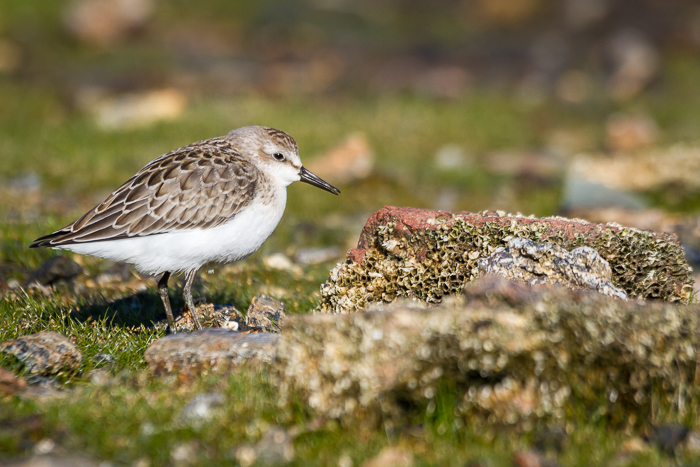 Whimbrel Nature: The Secret Lives Of Peeps