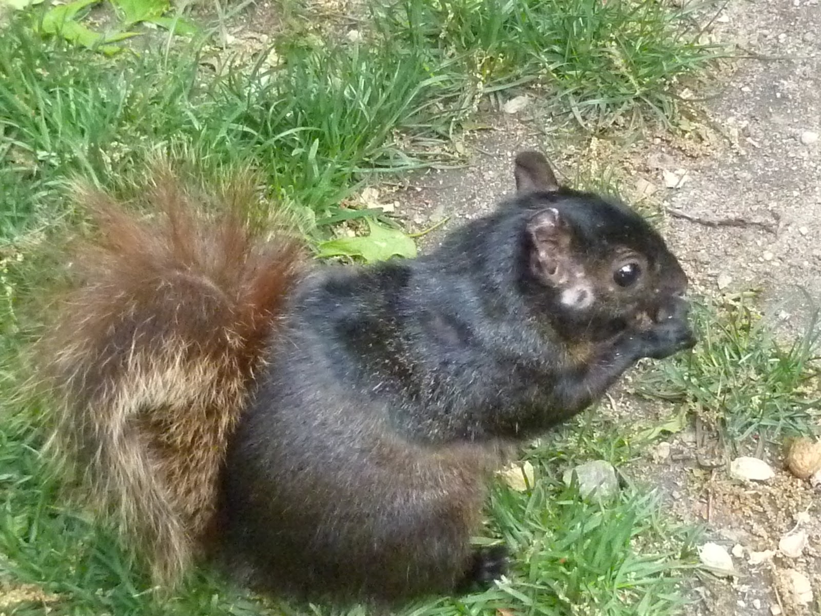 The New York Squirrel: What's wrong with Spunky's ear?