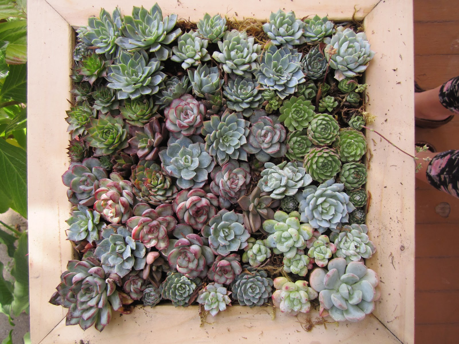 Branching Out Floral Designs: Succulent Frames