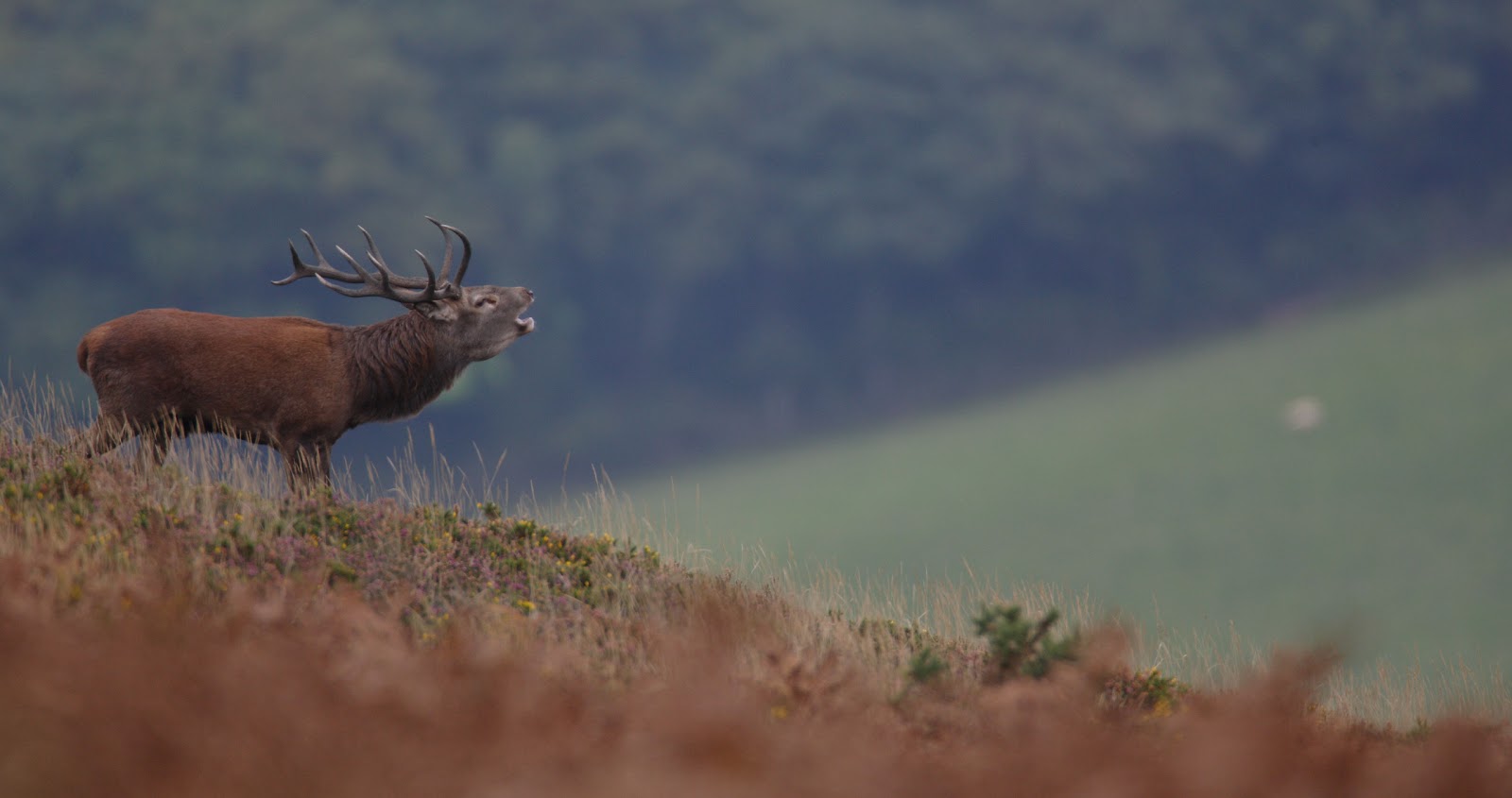 Wildlife in Cornwall: Red Deer Stag's Exmoor (Cervus elaphus )