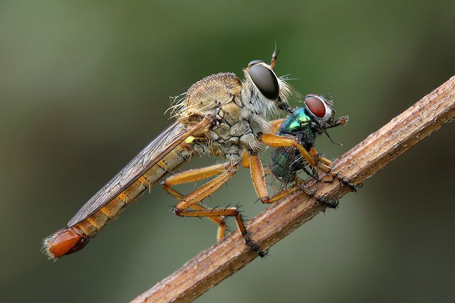 Amazing Animal Close-ups ♣ | OSMEB