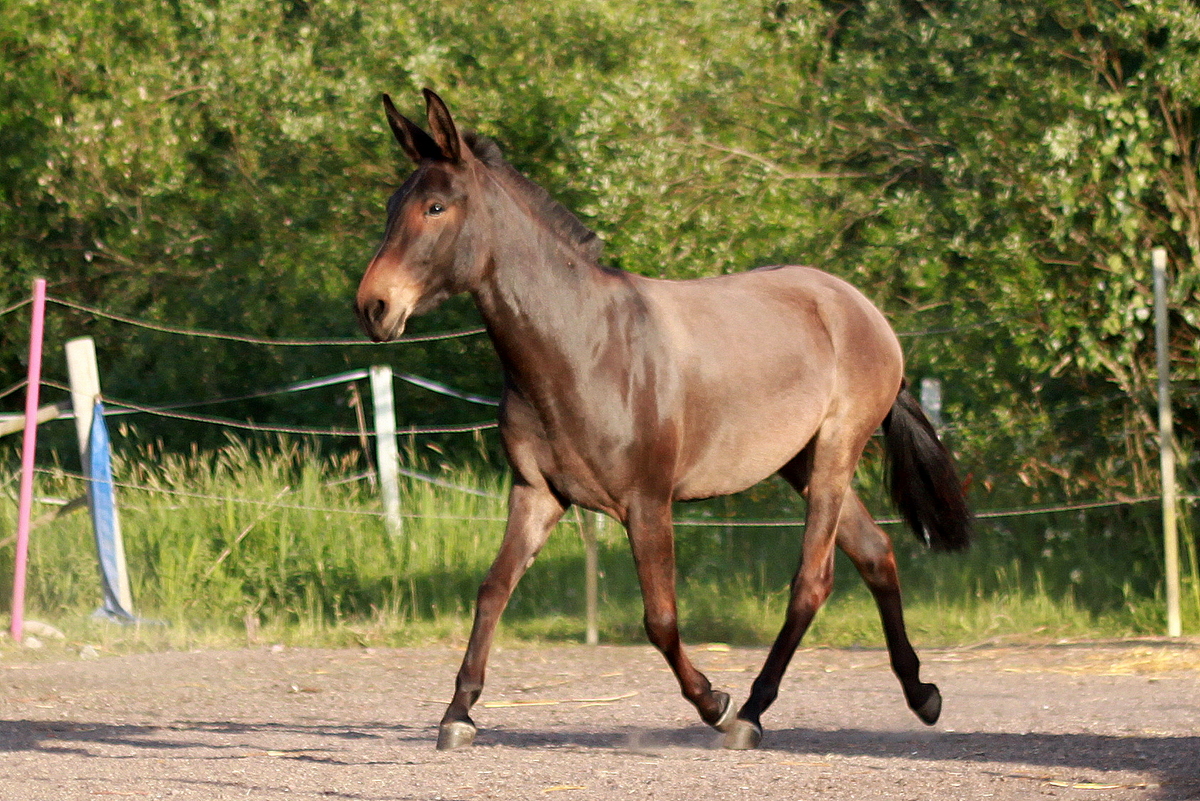 Muuliprojekti: "Onko se siis ratsu, ravuri vai poni?" Eli kuinka hankin ...