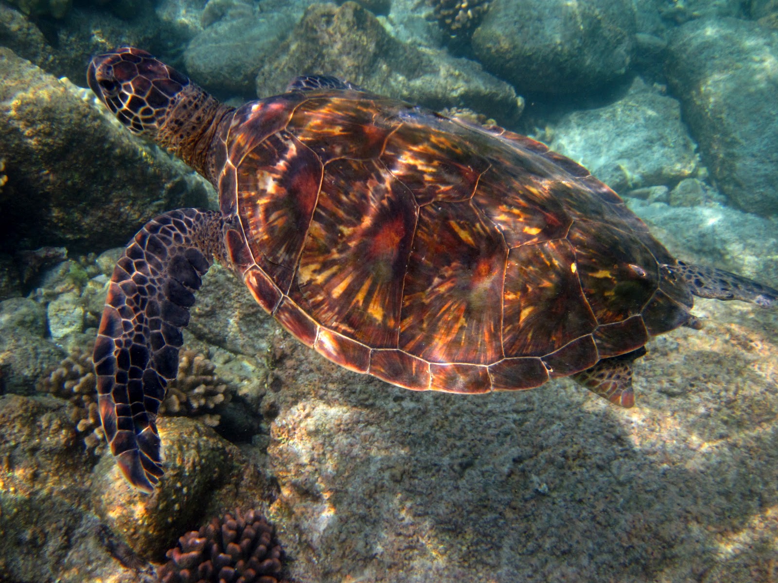 Psicologicamente crimen cocinero la tortuga coja Por ahí emparedado ...