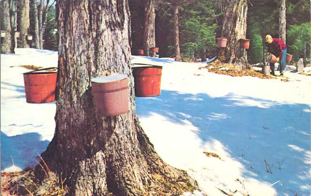 *Postcard Gems: Gathering Maple Sap