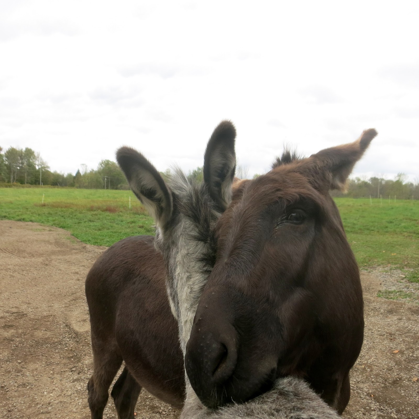 The Dancing Donkey: What it's All About