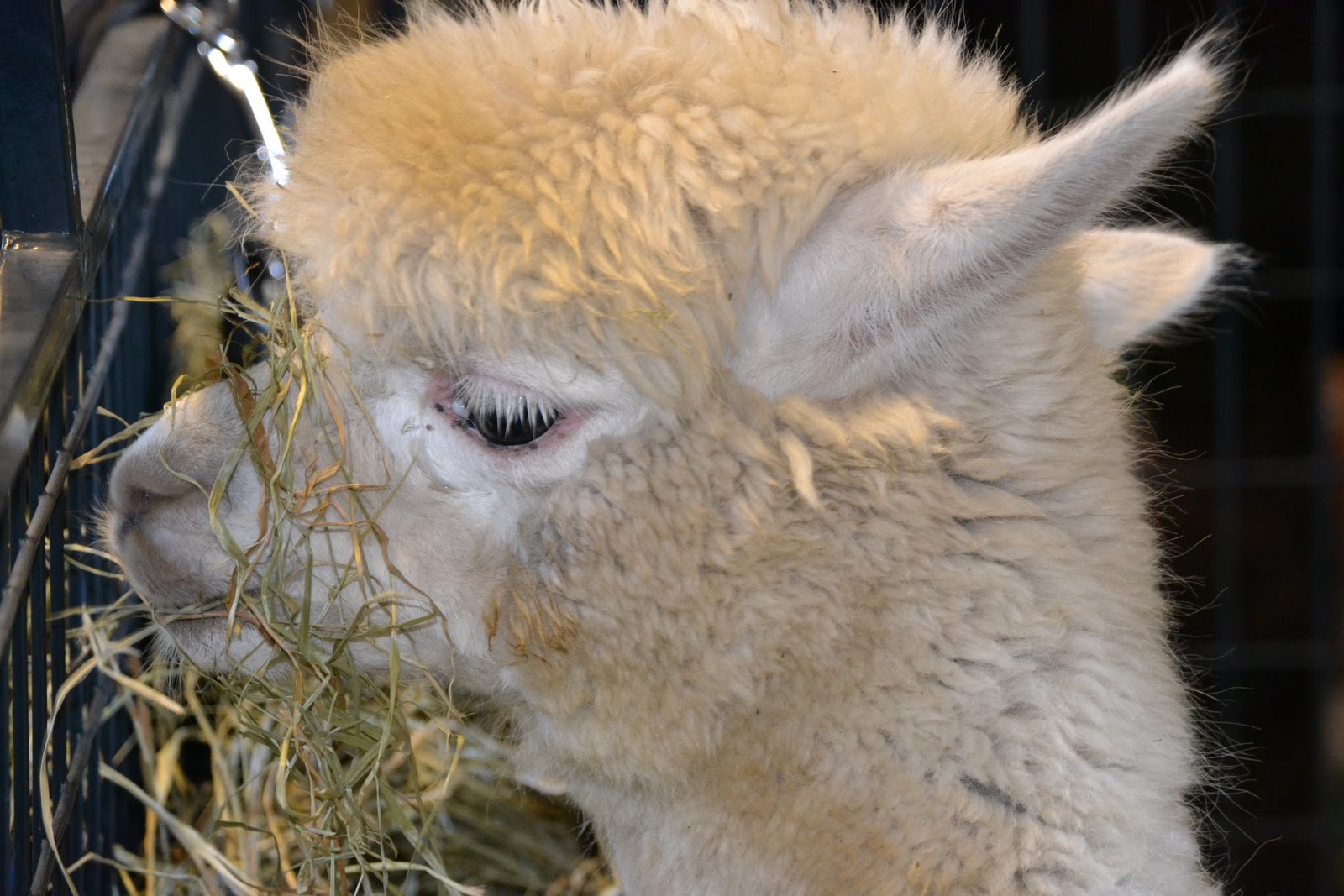 It's All About Purple: Alpaca Joy