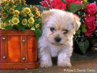 Cute Pupies Wallpaper -4 | Love and Quotes