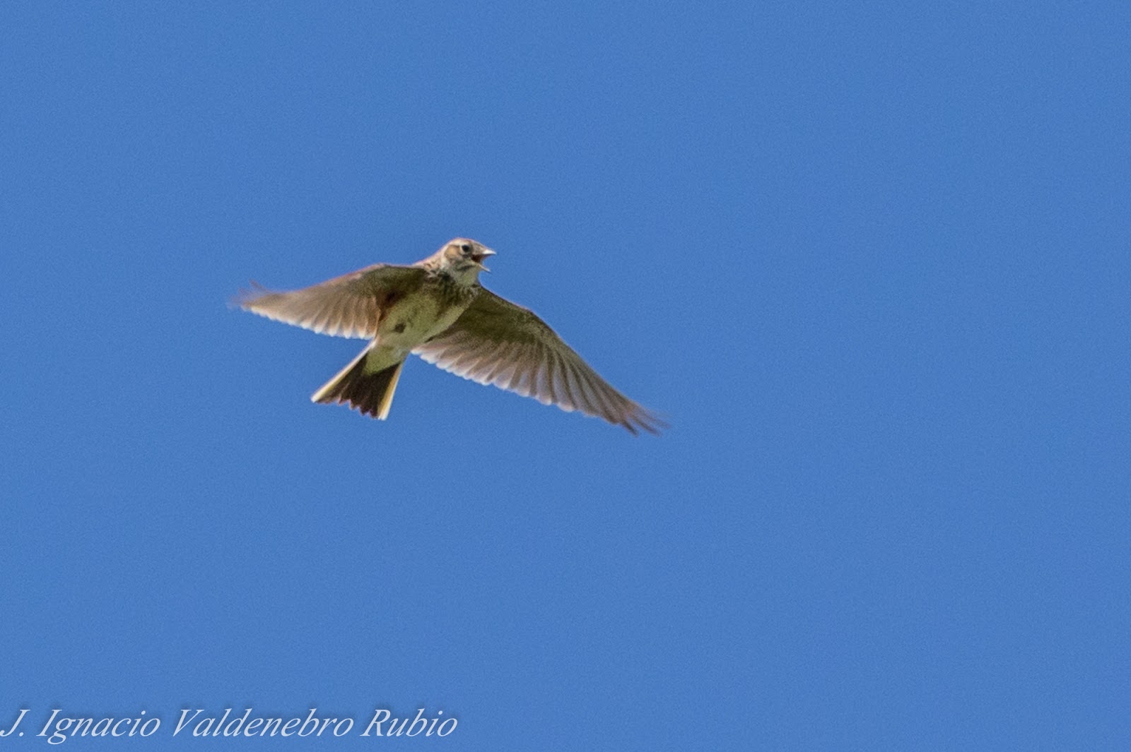 DocNatureBlog: El ave que no para de cantar en sus increíbles ascensos ...