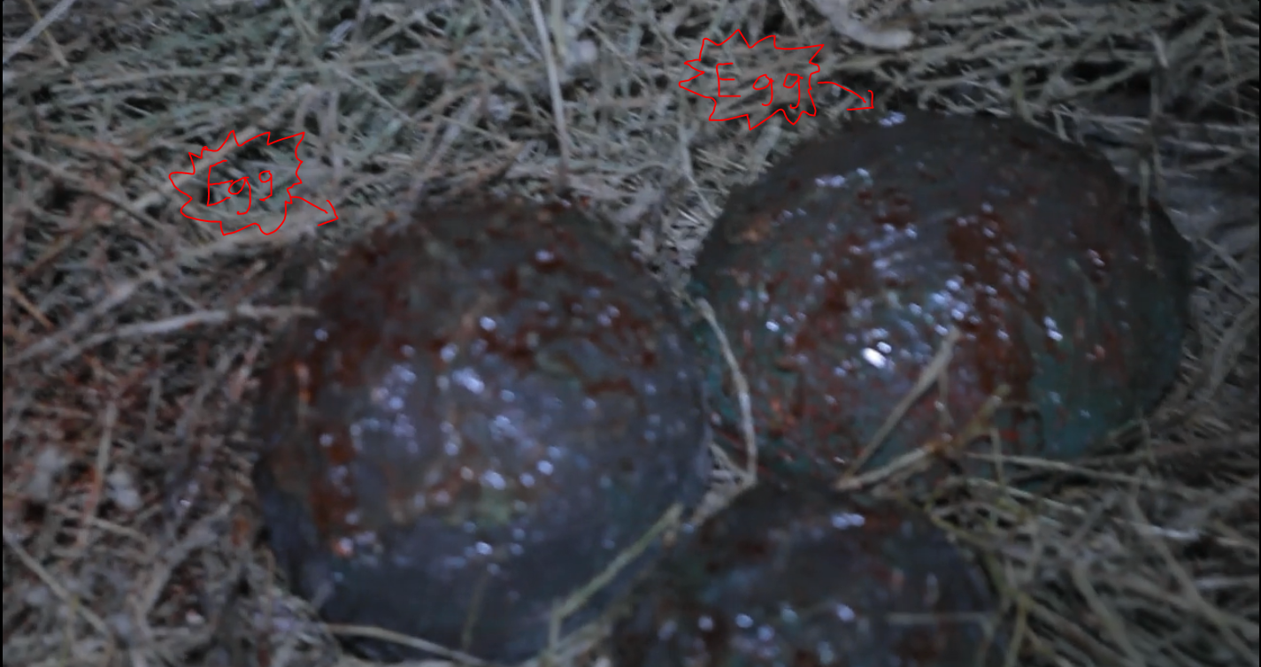 MONDO BIZARRO: Project Terrible 8: Area 407