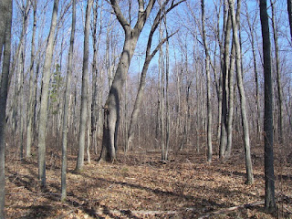 Gladwin Real Estate News: Beautiful 1.35 Acres on Sutherland Lake ...