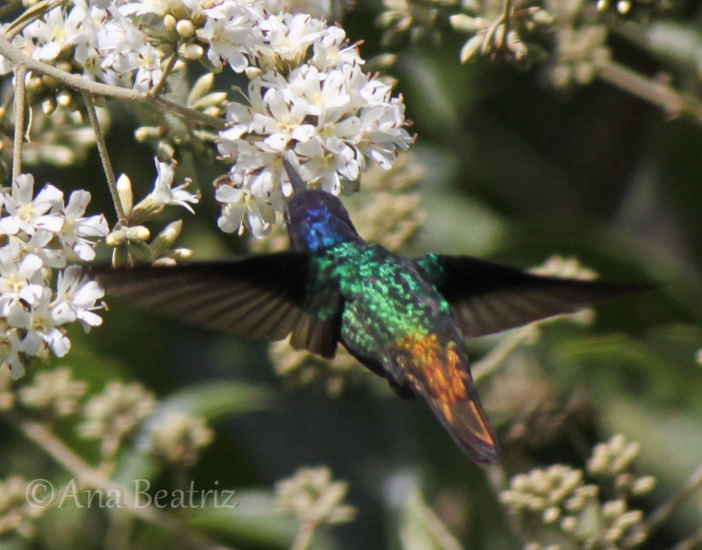 Aventura fotográfica: Colibri Cola de Oro (Golden-tailed Sapphire)