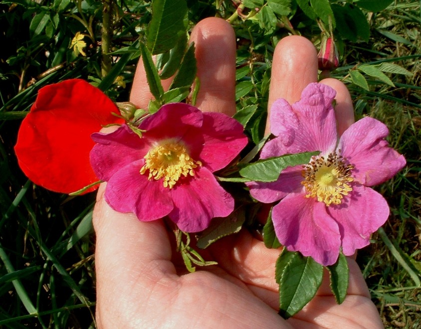 Mid-Atlantic Plant Research Center: Rosa davidii