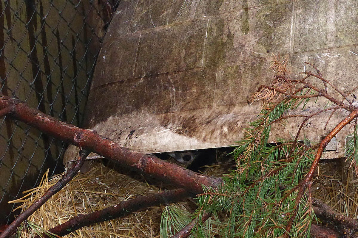 Ann Brokelman Photography: Red Fox Rescue and Release with Toronto ...