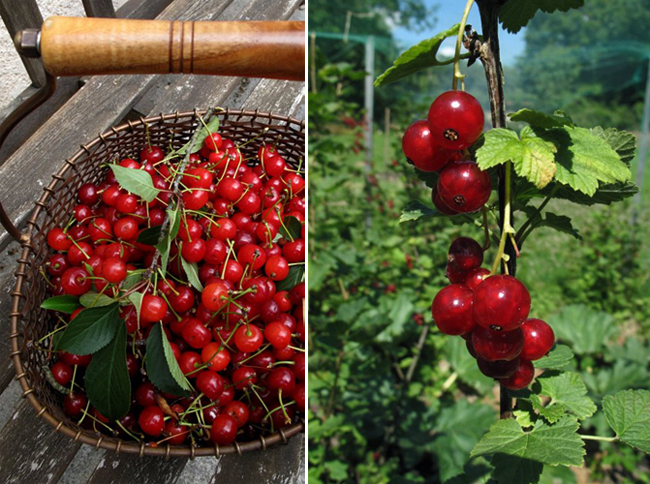 melopapilles: Récolte de fruits rouges