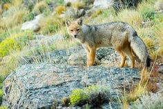 Abe's Animals: Live restorations of extinct foxes from Pinterest