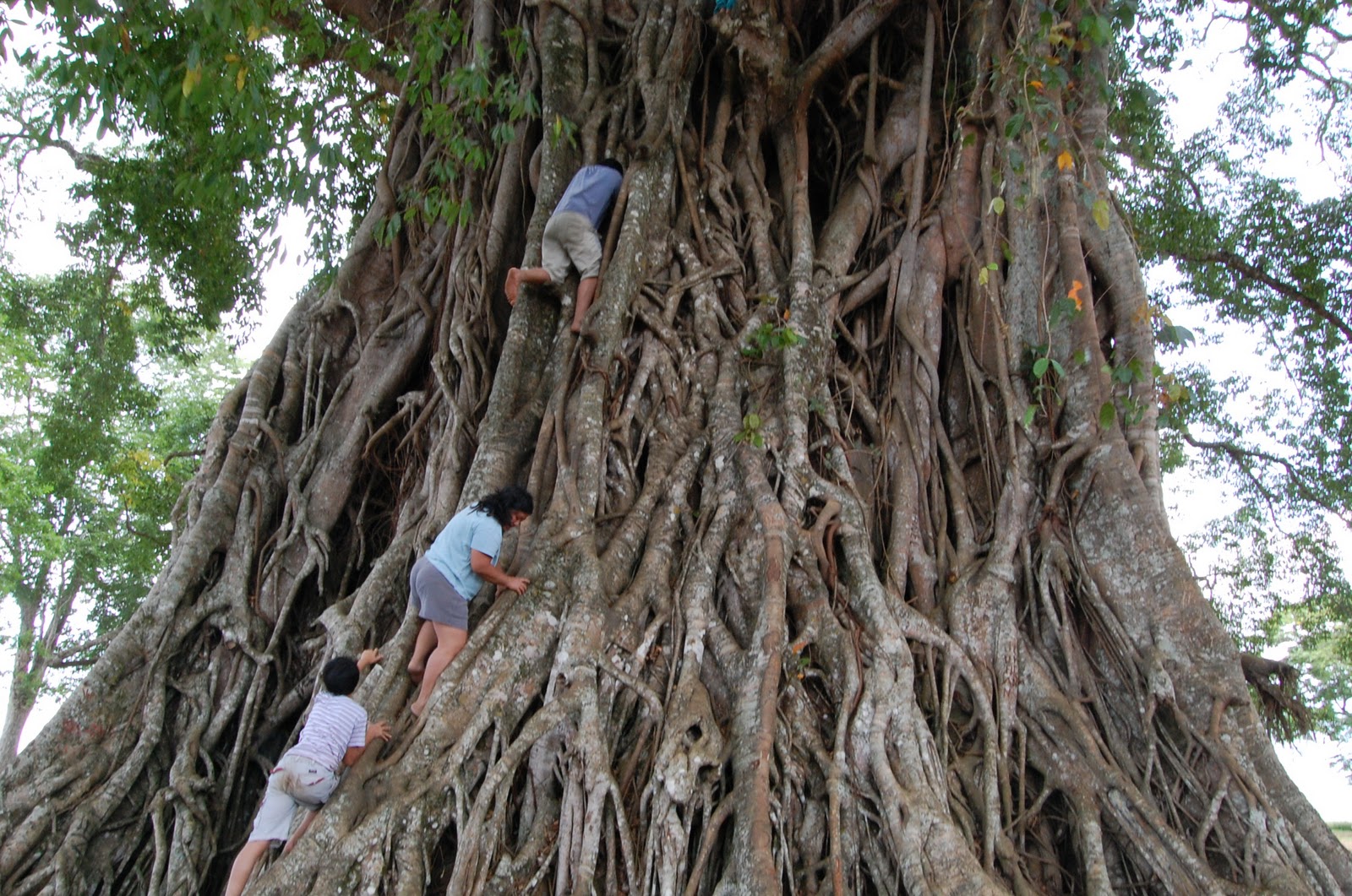 adventures in sustainability: The Heritage Tree of Canlaon, Negros Oriental