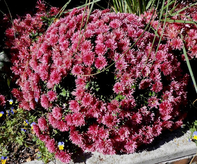 My Virtual Garden 2: Chicago Botanic Gardens Autumn