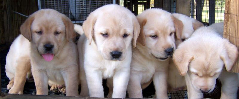 Gambar Anjing Labrador Retriever | Stambum