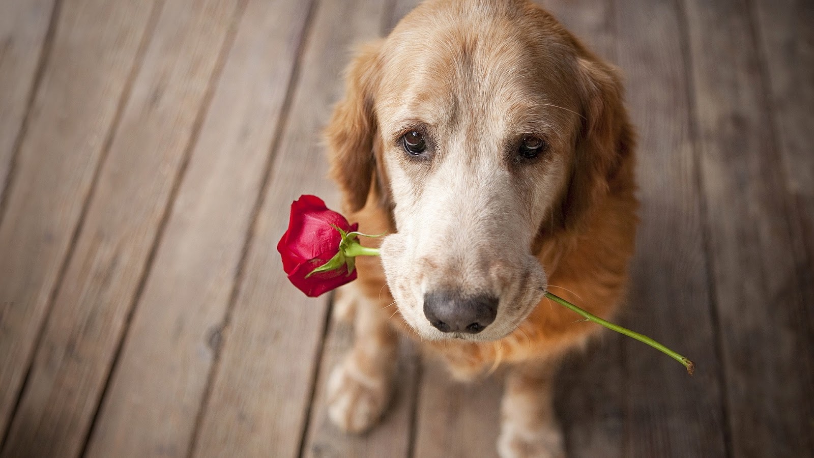 Dog Rose Love - Mystery Wallpaper