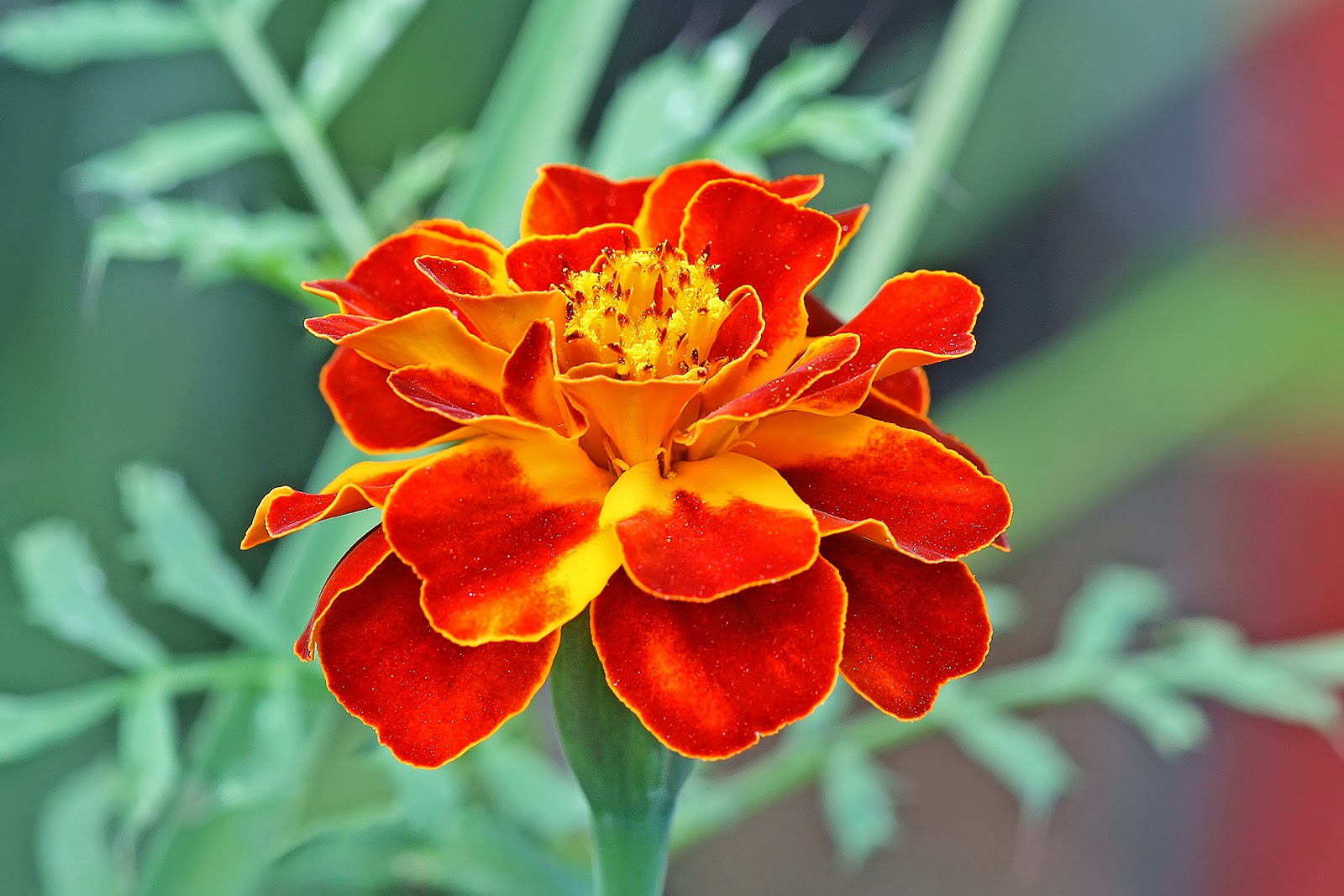 Attractive Flowers Name Types Of Flowers List Of 50 Popular Flowers attractive-flowers-name-types-of-flowers-list-of-50-popular-flowers