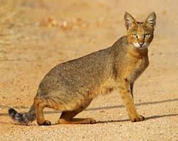 Planet Carnivora: Kucing Hutan