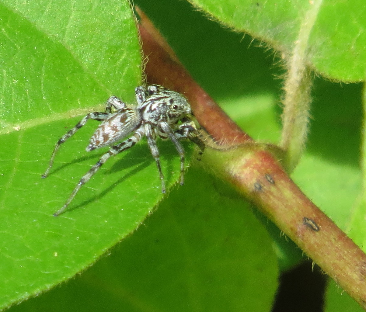 Bug Eric: Dimorphic Jumping Spider, Maevia inclemens