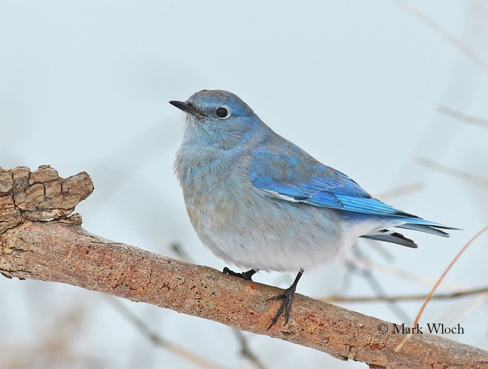 Mostly Birds (but not always): Mountain Bluebird Macomb County 12/22/2016