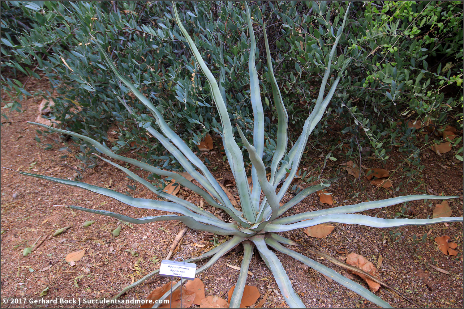 Tucson Botanical Gardens: Frida Kahlo & more