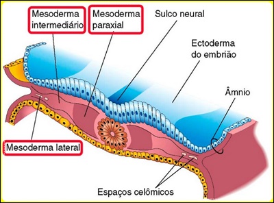 Genes em Demes - Banco de Questões de Biologia: PROVAS DA FACID 2015.1 ...