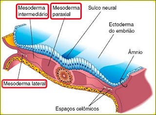 Genes em Demes - Banco de Questões de Biologia: PROVAS DA FACID 2015.1 ...