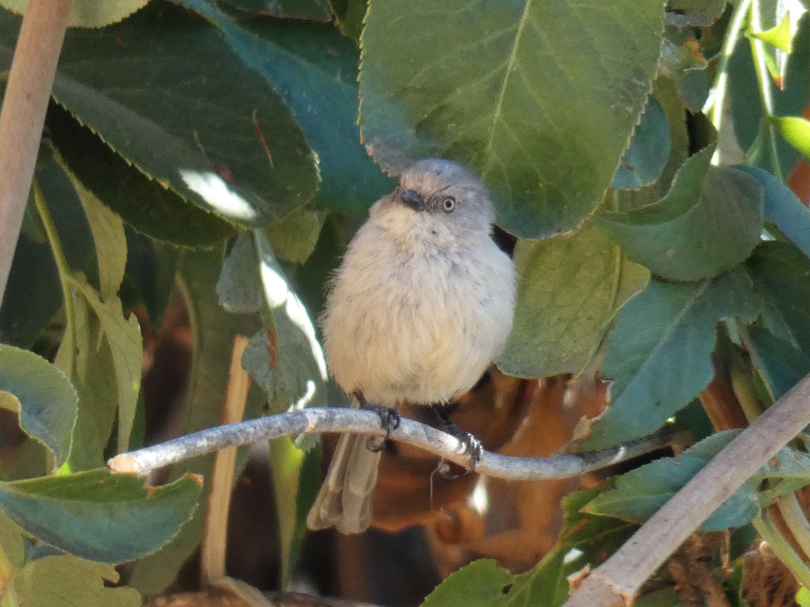Geotripper's California Birds: A Ping Pong Ball with a Long Tail ...