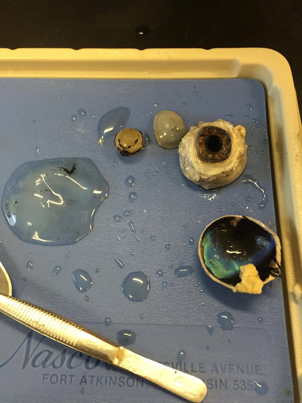 Kanika Anatomy and Physiology: The Sheep Eye Dissection