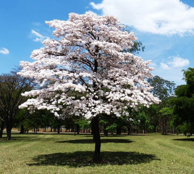 A florada dos Ipês Brancos - Conheça Minas