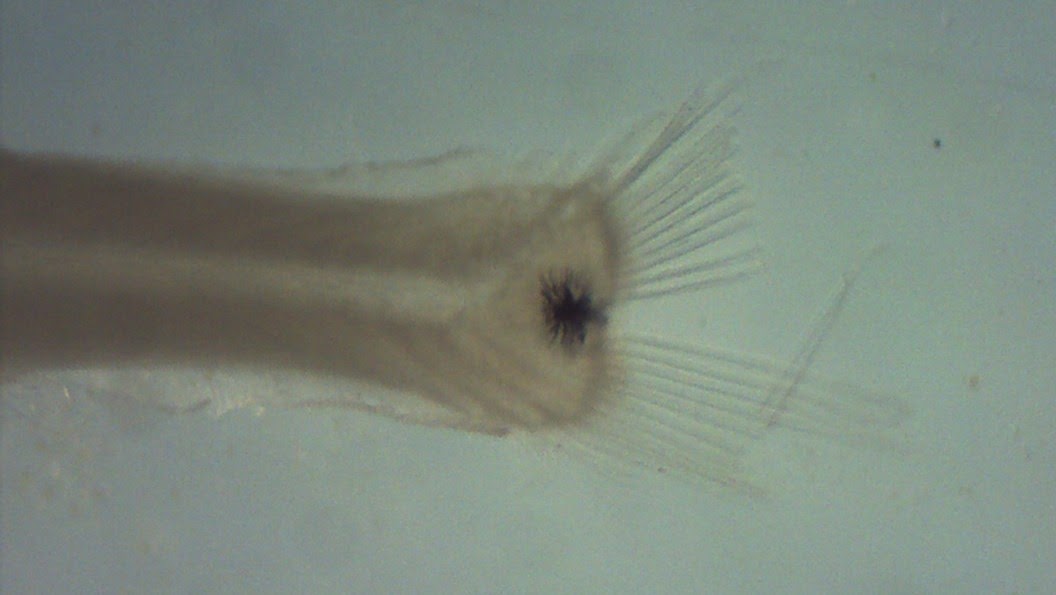 Ictioplancton en Chile: febrero 2015