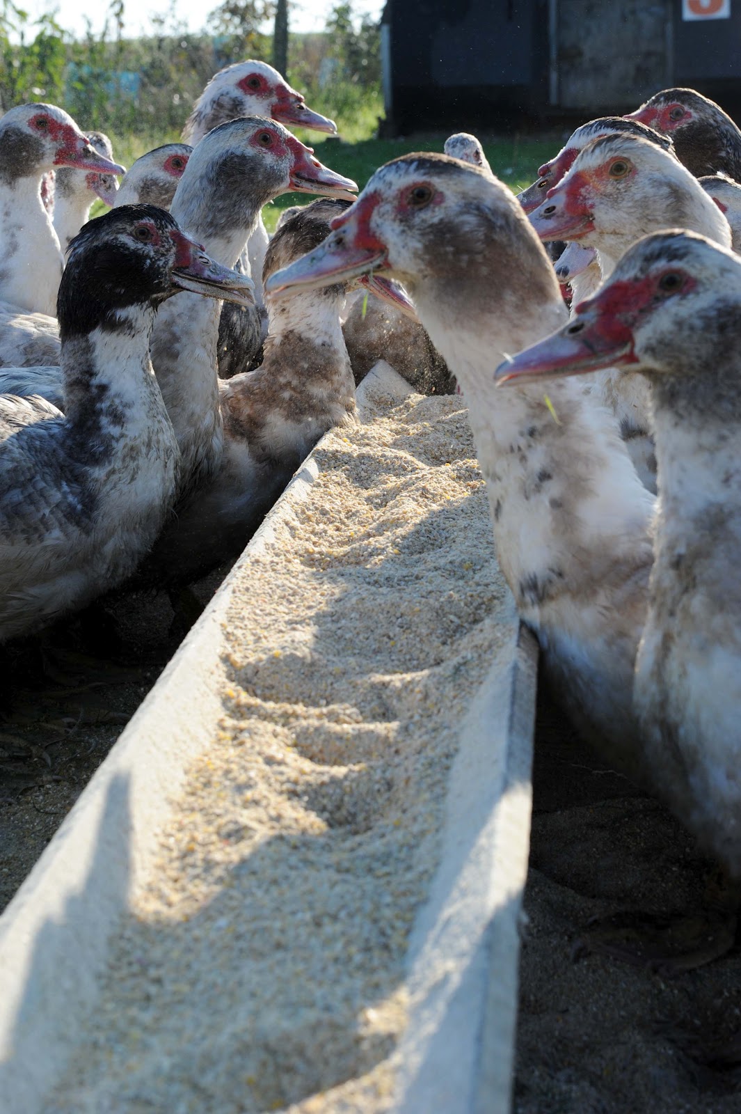 Le blog des Ruches: MAISON ROYER (canards, terrines, foies gras, confits)