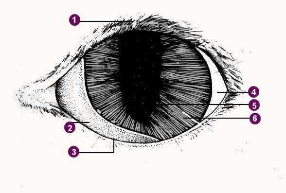 hidupku: Bagian-bagian mata dan fungsinya